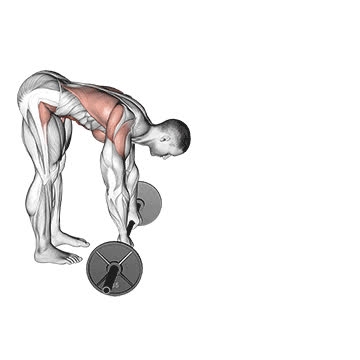 Barbell Standing Ab Rollout - How To, Muscles Worked, Form Cues ...