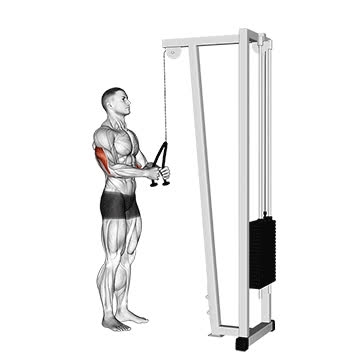 Cable Tricep Pushdown (Rope Attachment) - How To, Muscles Worked, Form ...