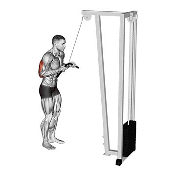 Cable Tricep Pushdown - How To, Muscles Worked, Form Cues, Variations ...