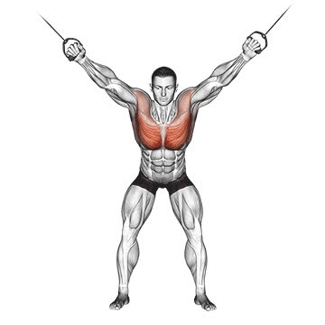 Cable Standing Chest Fly - How To, Muscles Worked, Form Cues ...