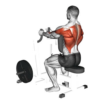 Machine Neutral-Grip Seated Row (Plate Loaded) - How To, Muscles Worked ...