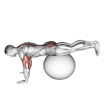 Prone Leg Raise (On Exercise Ball) - How To, Muscles Worked, Form Cues ...