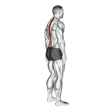 Standing Pelvic Tilt - How To, Muscles Worked, Form Cues, Variations ...