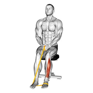 Resistance Band Foot Plantar Flexion - How To, Muscles Worked, Form ...