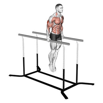 Elbow Dip - How To, Muscles Worked, Form Cues, Variations | Pumpd